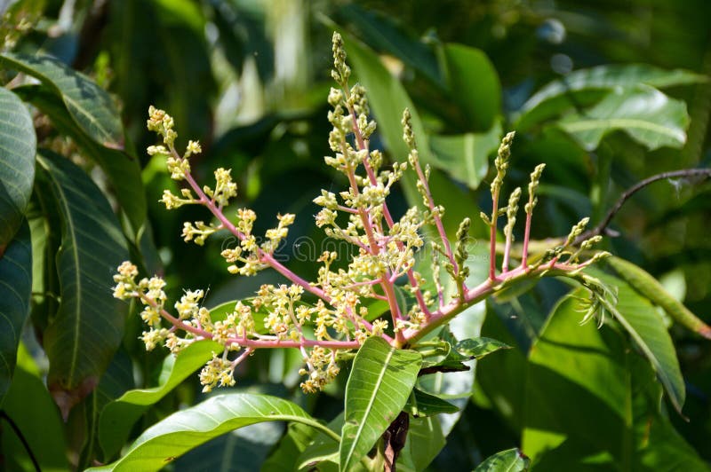 Mango flower in garden stock image. Image of tree, flower - 75364255