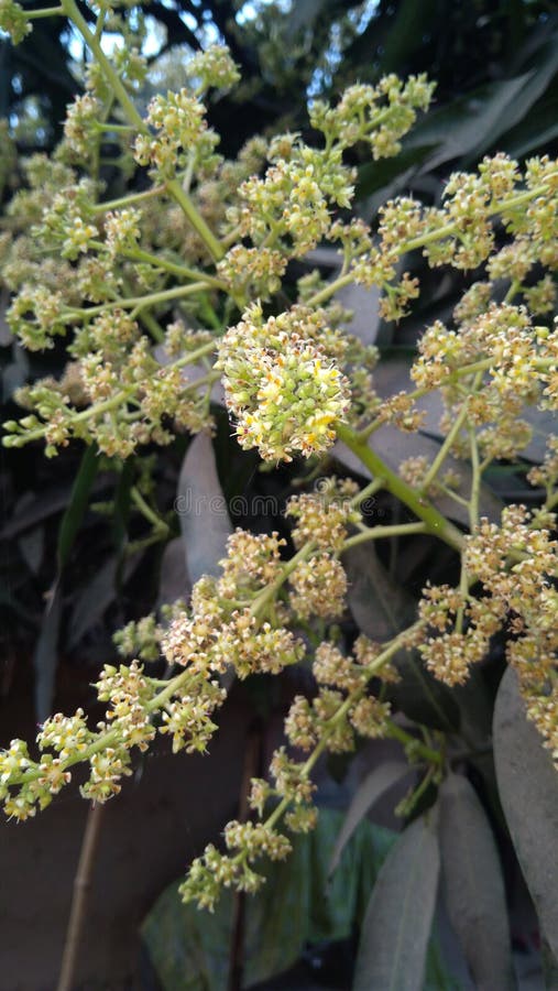 Mango flower great flower stock photo. Image of flower - 110763542