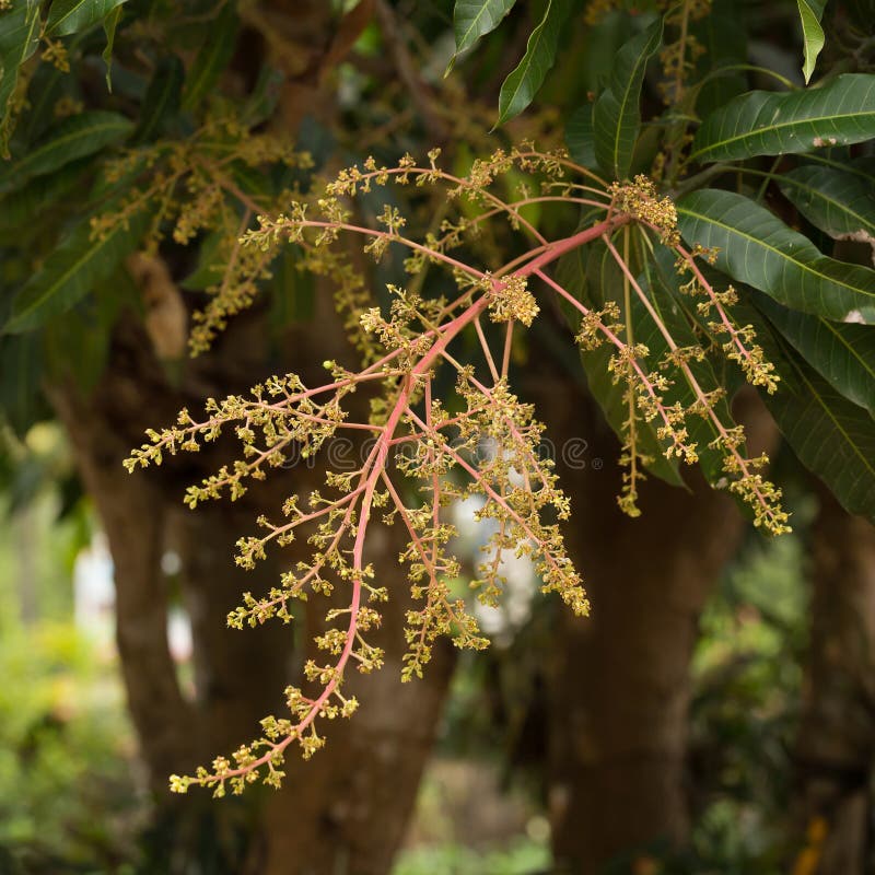 Mango flower stock photo. Image of closeup, colour, tropical - 71357124