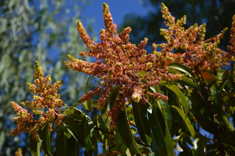 Mango Flower and leaves stock image. Image of nature - 28669803