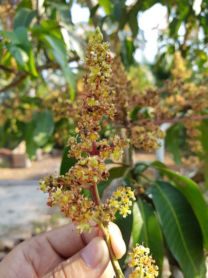 Mango Flower in Middle Stage of Blooming. Stock Image - Image of nature ...