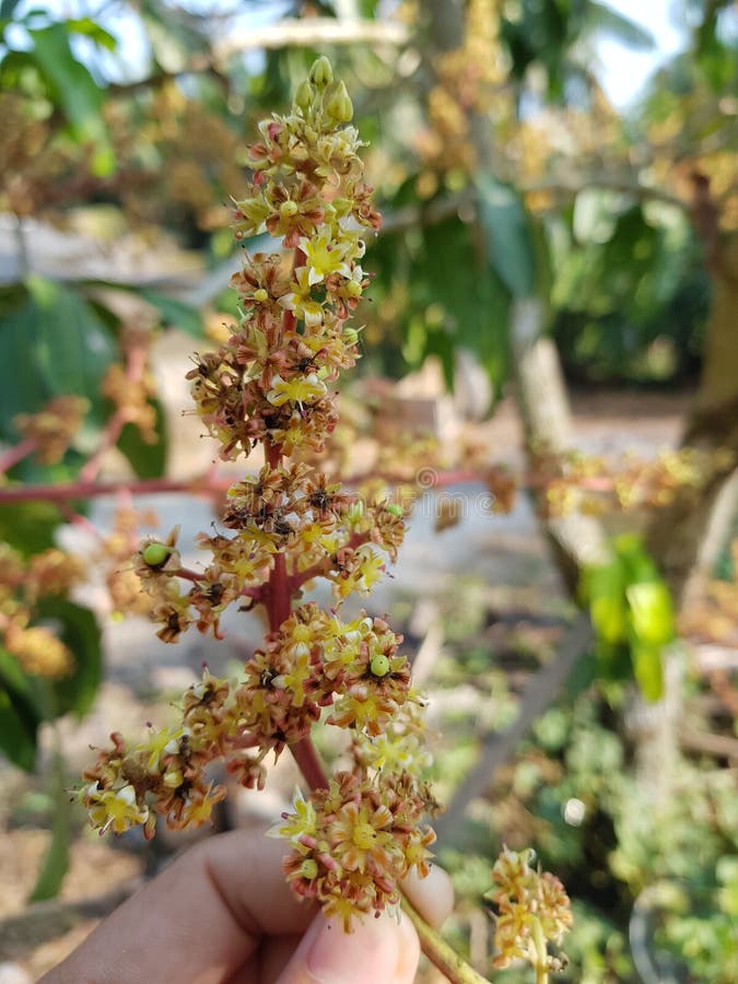 Mango Flower in Middle Stage of Blooming. Stock Image - Image of spring ...