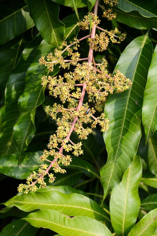 Mango flower stock photo. Image of agriculture, plants - 50113666