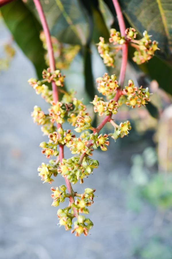 Mango Flower In Nature Garden Stock Photo - Image of agriculture ...