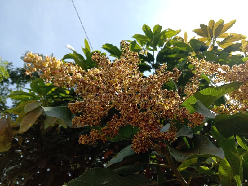 The Mango Flower is Ready To Become Fruit Stock Photo - Image of bright ...