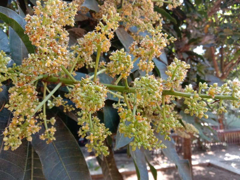 The Mango Flower is Ready To Become Fruit Stock Image - Image of branch ...