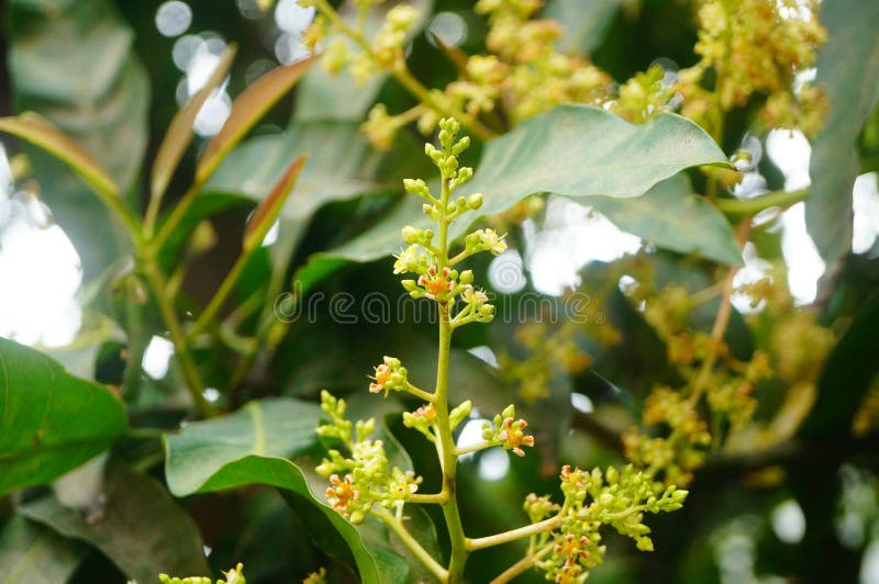 Mango flower stock photo. Image of scenery, natural, petals - 90093304