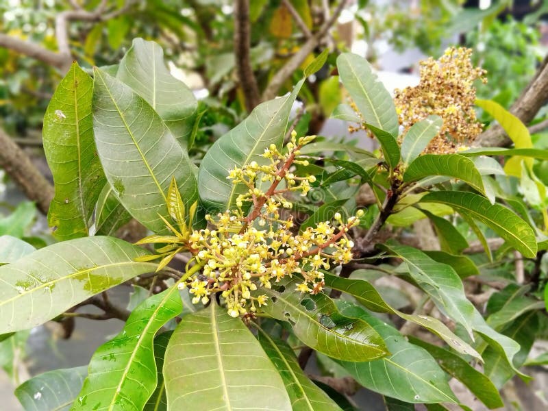 Mango Flower Surrounded by Green Leaves of Mango Tree Stock Image ...