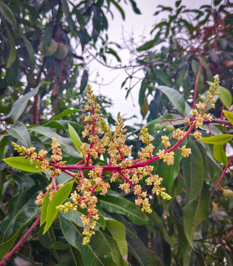 The Mango Flower on the Tree Stock Photo - Image of nature, plant ...