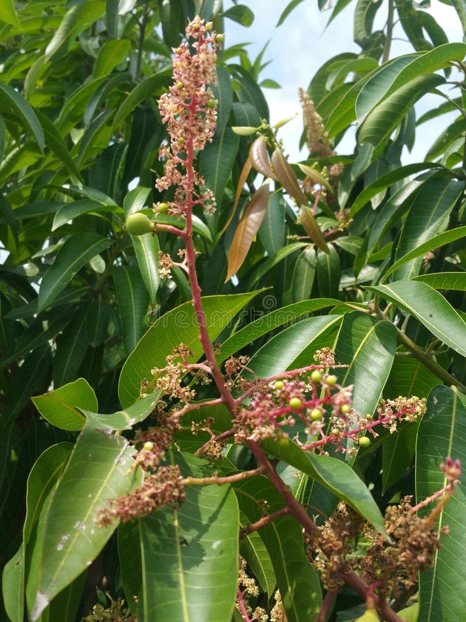 Young mango & flower stock image. Image of fruit, begin - 68057527