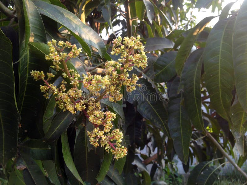Mango flowering stock image. Image of farm, fresh, flowering - 91144795