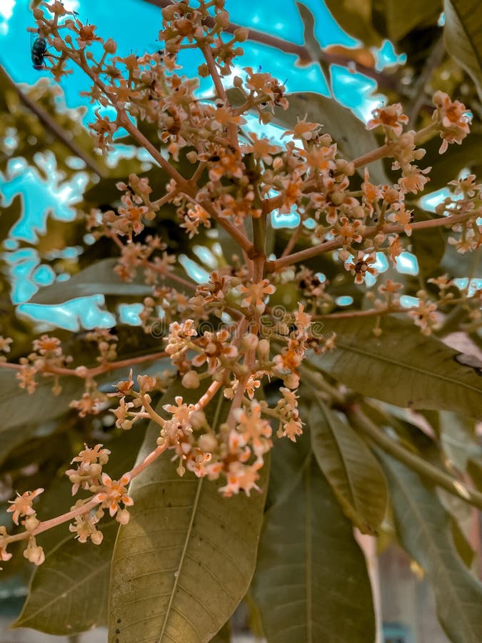 Mango flowers stock photo. Image of flowers, village - 211707952