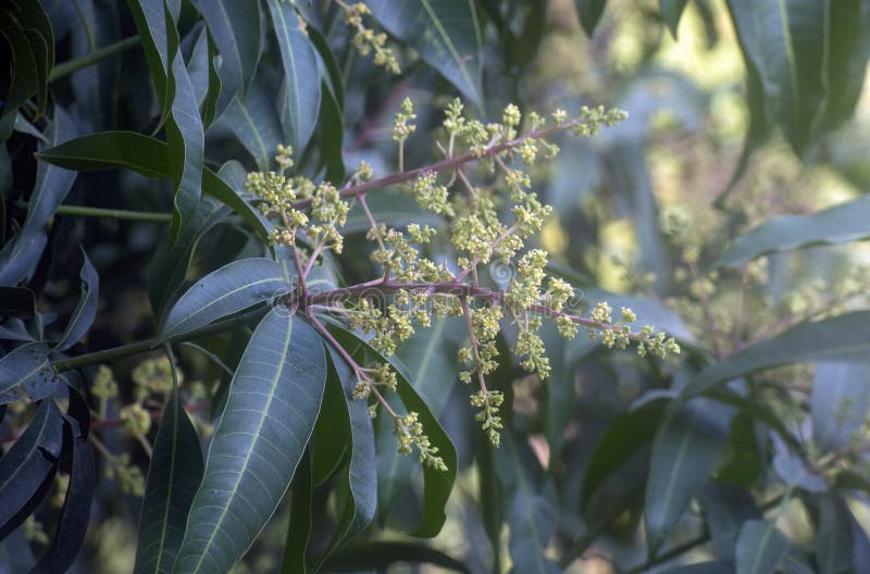 Mango flowers stock image. Image of seasonal, pollinating - 243480927