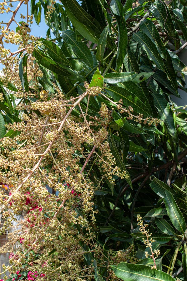 Mango flowers stock image. Image of garden, environment - 333619271