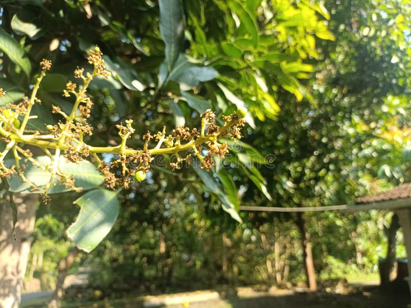 Mango Flowers that Bloom Will Soon Become Fresh Mangoes Stock Photo ...
