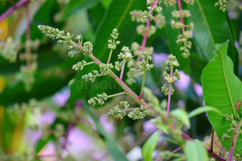Mango Flowers Full Blooming in Garden Stock Photo - Image of gardening ...