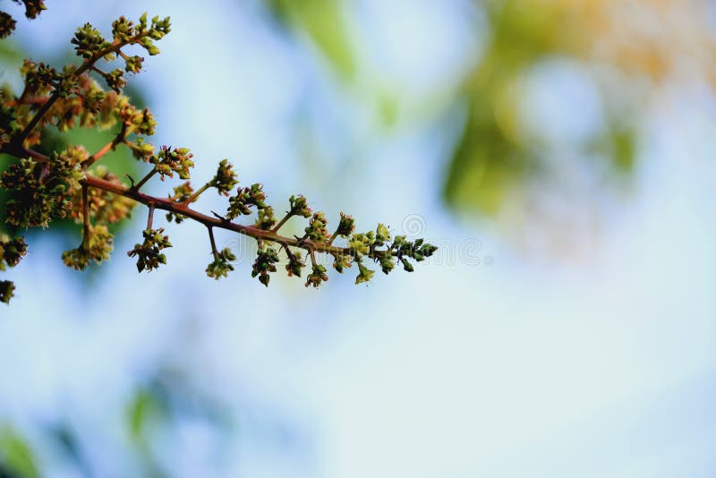 Mango flowers stock image. Image of flora, garden, flower - 85882115