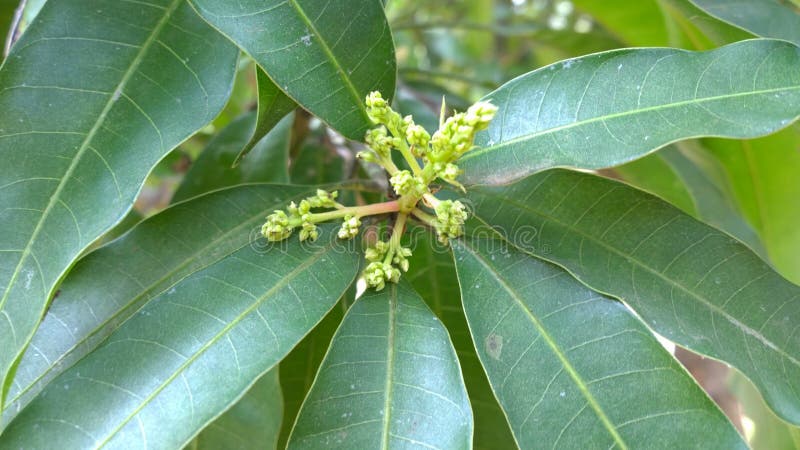 Mango flowers stock image. Image of small, minneriya - 85881863