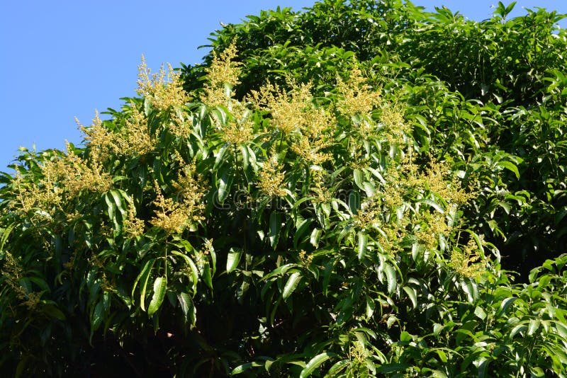 Mango Flowers stock image. Image of healthy, macro, mango - 92807221