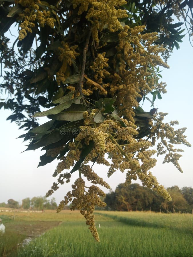 Mango Flowers on Tree in Farm Land Stock Photo - Image of tree, farm ...