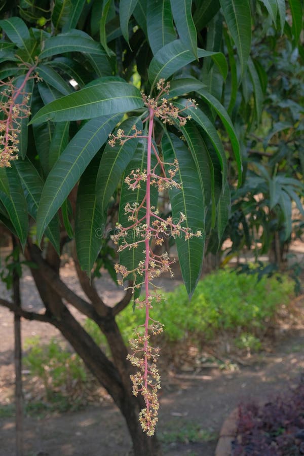 Mango Flowers stock image. Image of pollen, hand, exotic - 359883983