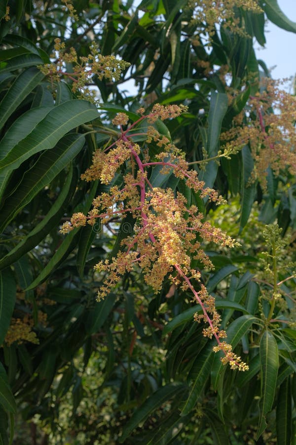 Mango Flowers stock image. Image of leaves, natural - 360509191