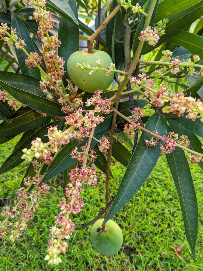 Mango Flowers and Young Mangoes that Have Just Bear Fruit in Front of ...