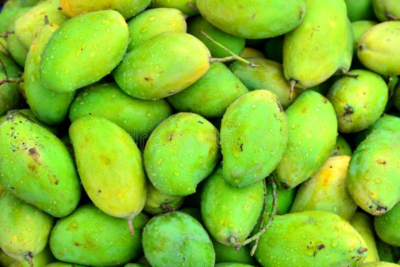 Gree Mango Stock Photos - Free & Royalty-Free Stock Photos from Dreamstime