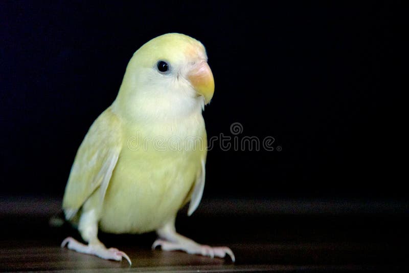 Mango stock photo. Image of standing, small, bird, parrot - 48979366
