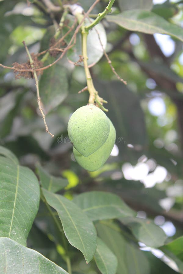 Mango in front of my house stock image. Image of house - 254891547