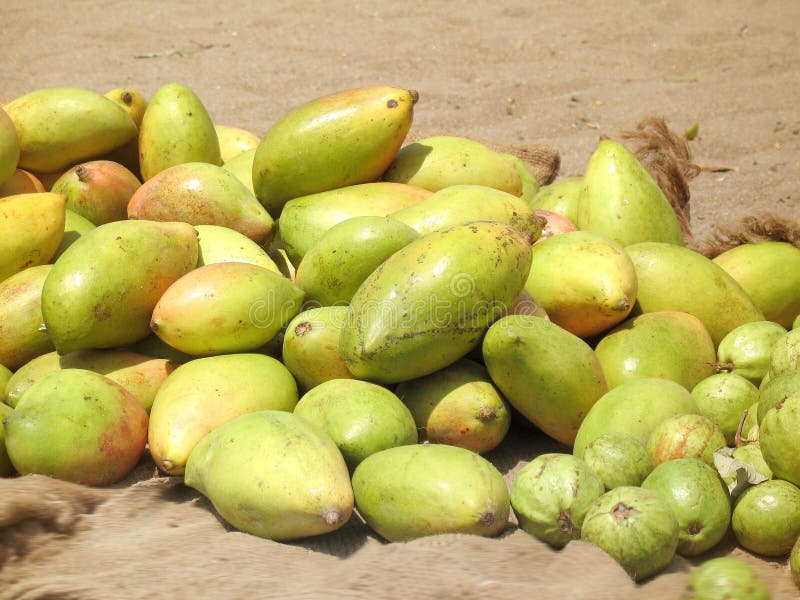 Mango fruit stock photo. Image of stuff, mangoes, mango - 8110642