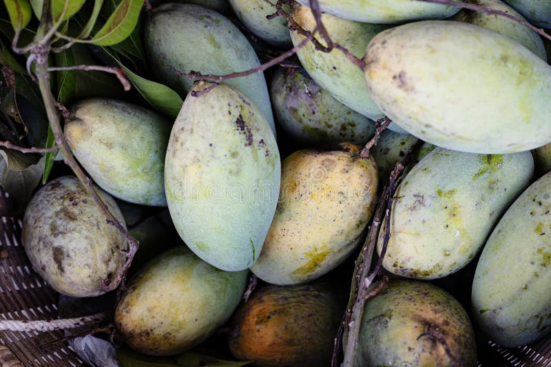 Mango Sooty Mould Stock Photos - Free & Royalty-Free Stock Photos from ...