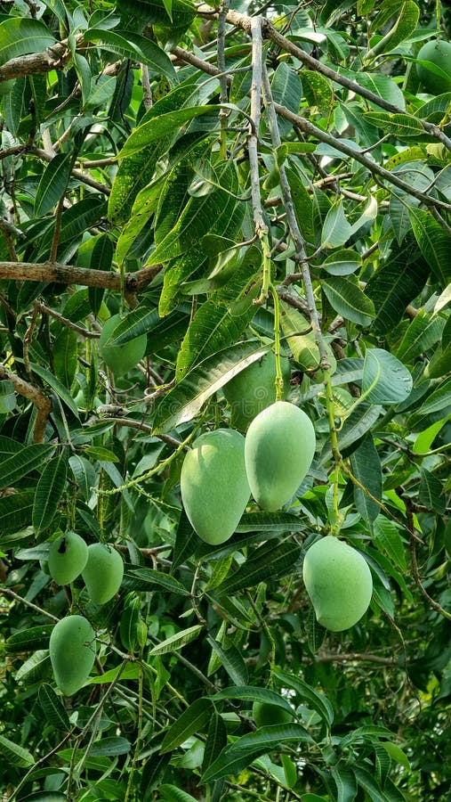 Mango Fruit that Bears Fruit at the End of the Dry Season and at the ...