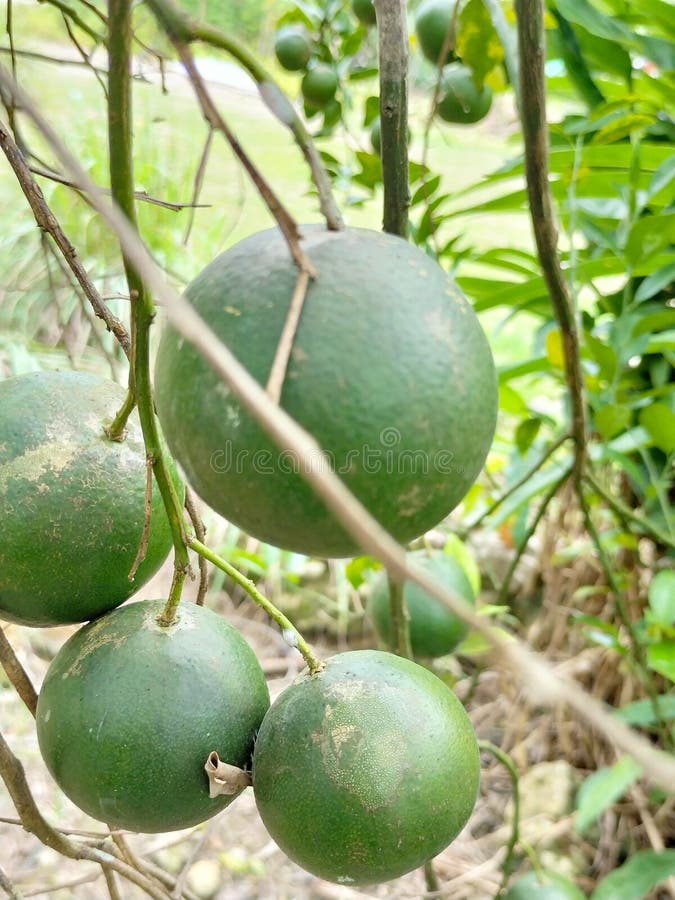 Mango Fruit with a Beautiful Green Color Stock Photo - Image of fruit ...
