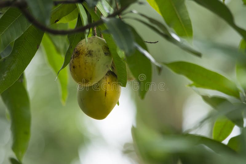 Mango fruit image stock image. Image of leaf, nutrition - 259495575