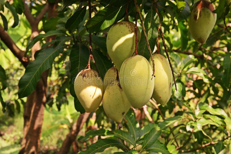 Mango Fruit Damage From Thrip Stock Photo - Image of tropical, texture ...