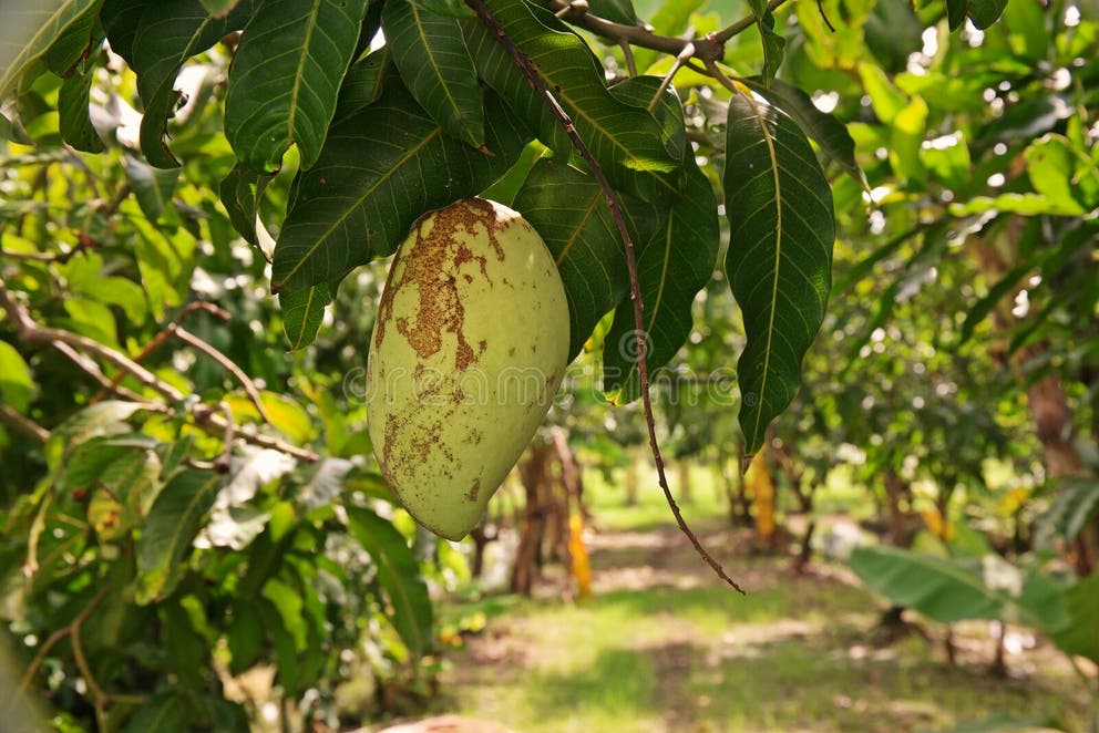 Mango Fruit Damage from Thrip Stock Photo - Image of organic, natural ...