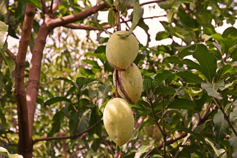 Mango Fruit Damage from Thrip Stock Image - Image of stagen, fresh ...