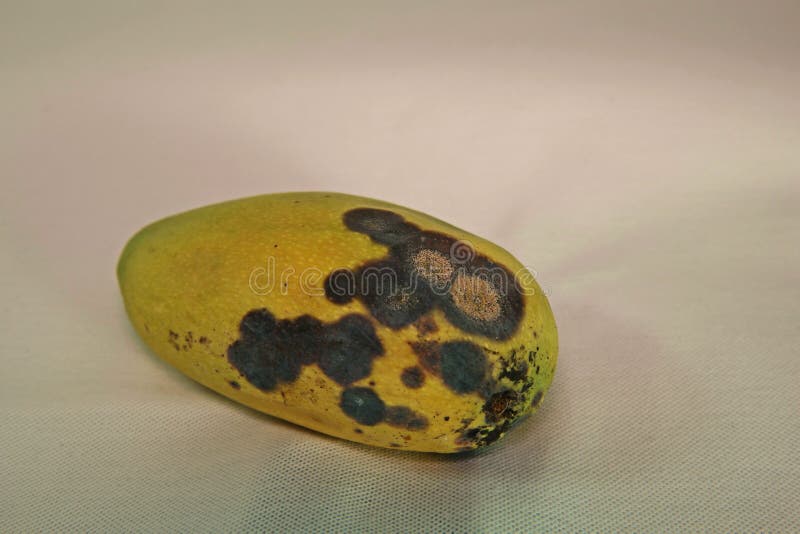 Mango fruit disease stock photo. Image of mold, detail - 93659768