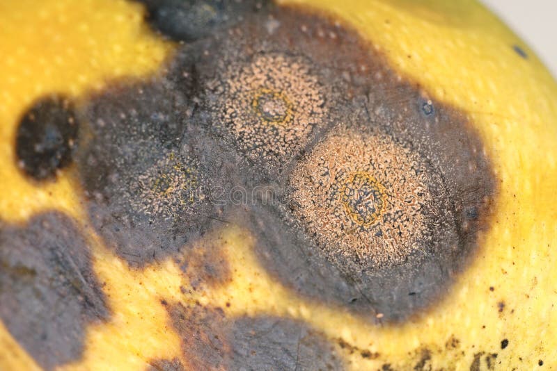 Mango fruit disease stock photo. Image of closeup, dried - 89134136