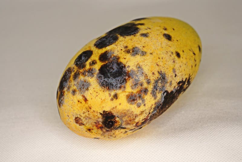 Mango fruit disease stock image. Image of mold, fungi - 89134229