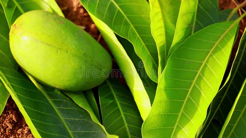 Mango Fruit Falling from Above Green Leaf,mango Orchard and Mango Tree ...