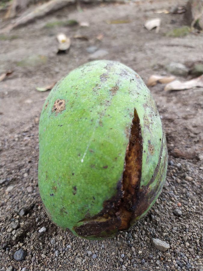Mango Fruit that Fell from the Tree because of Pests Stock Photo ...