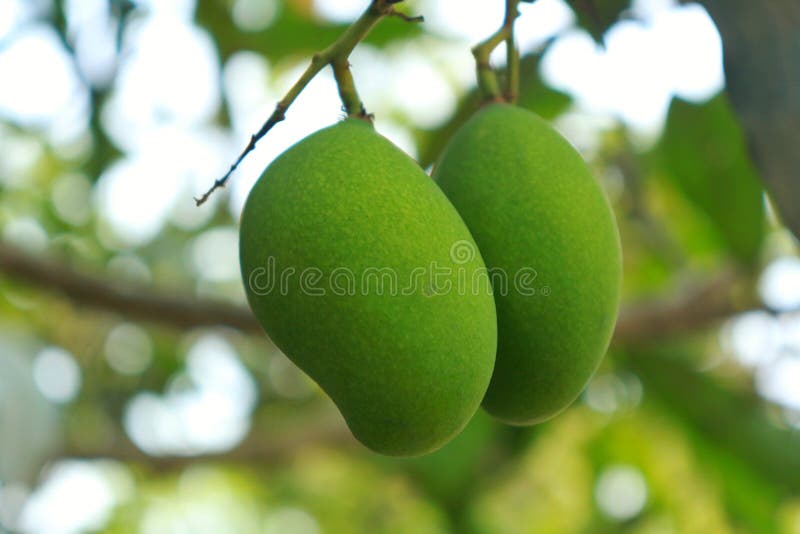 Mango stock photo. Image of fruit, greenmangoes, nature - 147103486