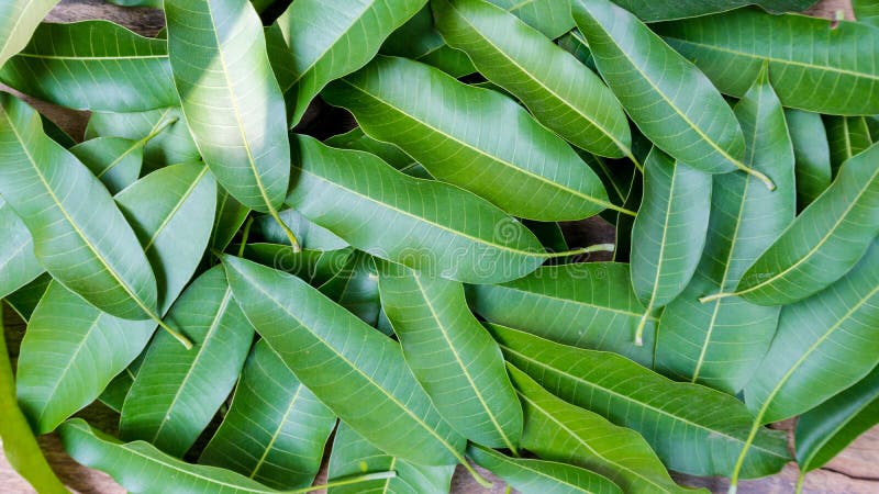 Mango Fruit Green Leaf Texture on Top View Stock Image - Image of ...