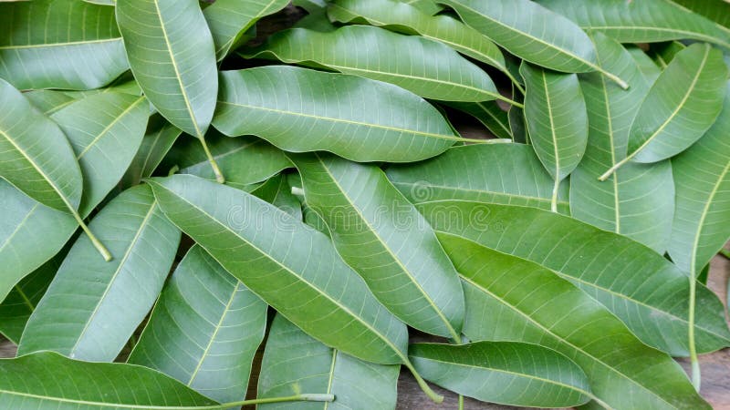 Mango Fruit Green Leaf Texture on Top View Stock Photo - Image of bubo ...