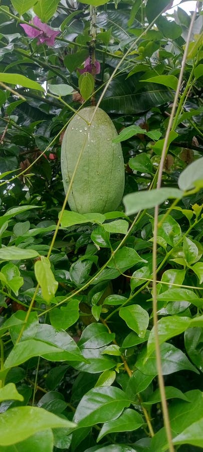 Mango Fruit Growing in Front of the House Stock Photo - Image of fruit ...