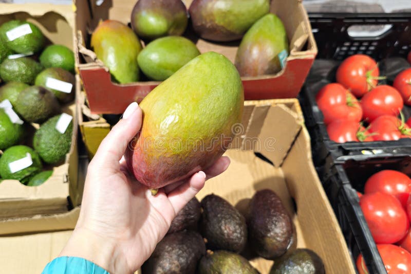 Mango fruit hand stock photo. Image of shop, fresh, natural - 314490066