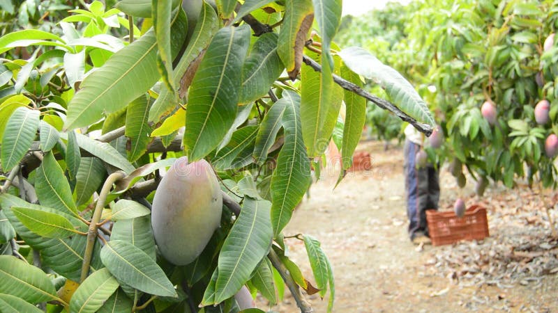 Harvesting Mango in a Mango Tree Stock Video - Video of mangoes, health ...