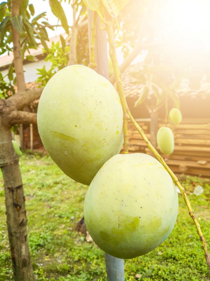 Mango Fruit Hanging in the Yard Stock Photo - Image of leaf, close: 260561186